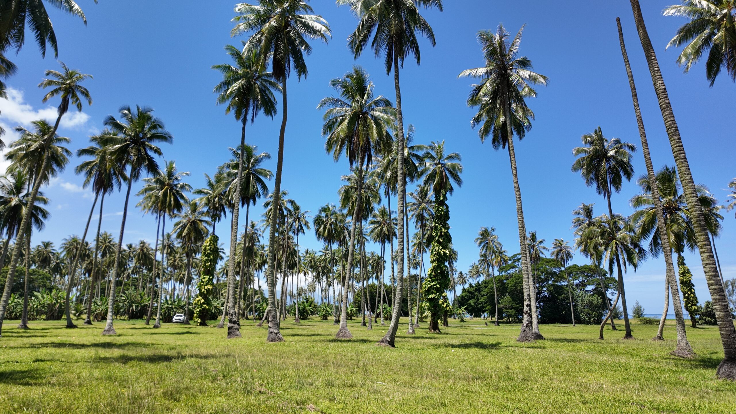 La cocoteraie de Papara - Tahiti Pratique
