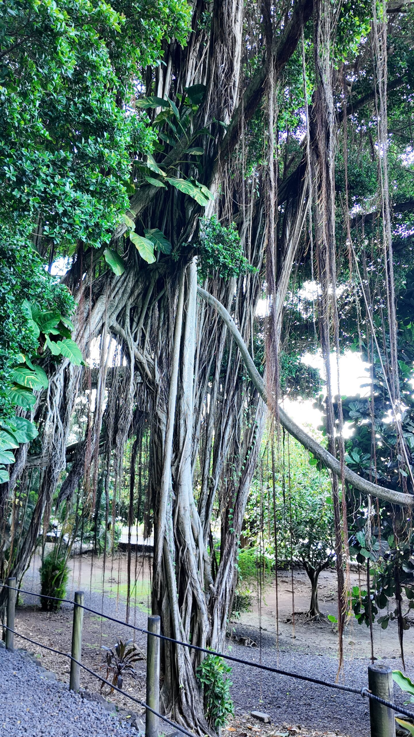 The Mara'a Caves - Practical Tahiti