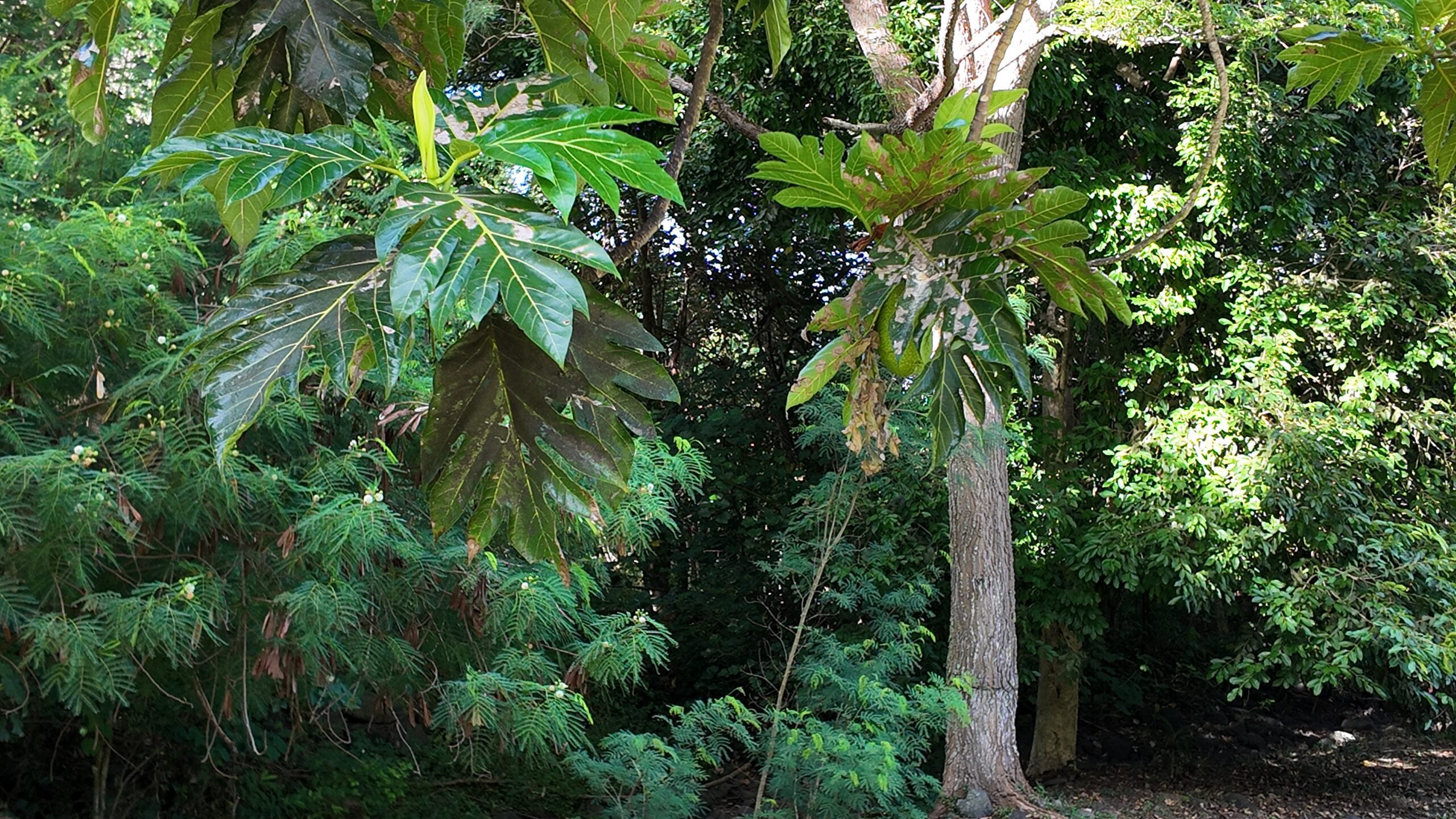 Marae Arahurahu - Practical Tahiti